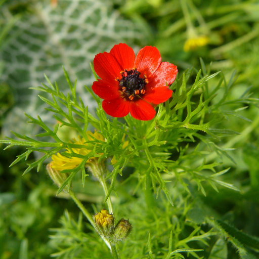 Pheasant's-Eye (Adonis Microcarpa) Plant Care & How to Grow, Water
