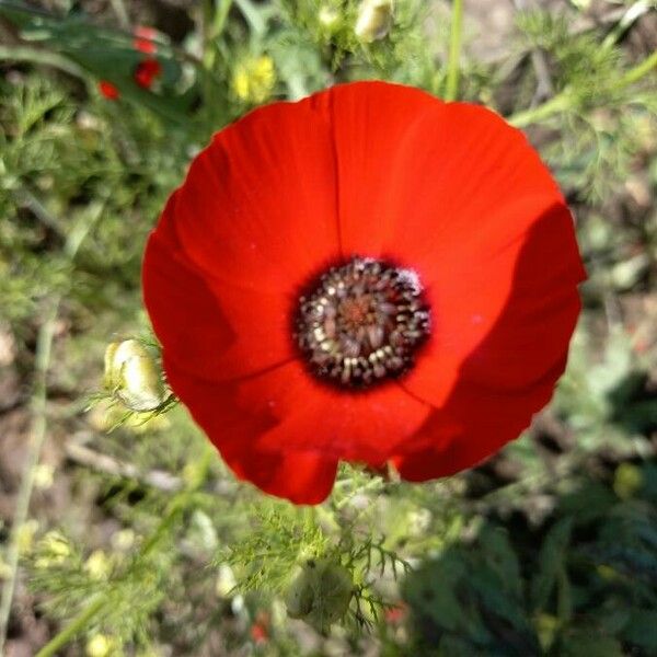 Palestine Pheasant's Eye (Adonis Palaestina) Plant Care & How to Grow ...