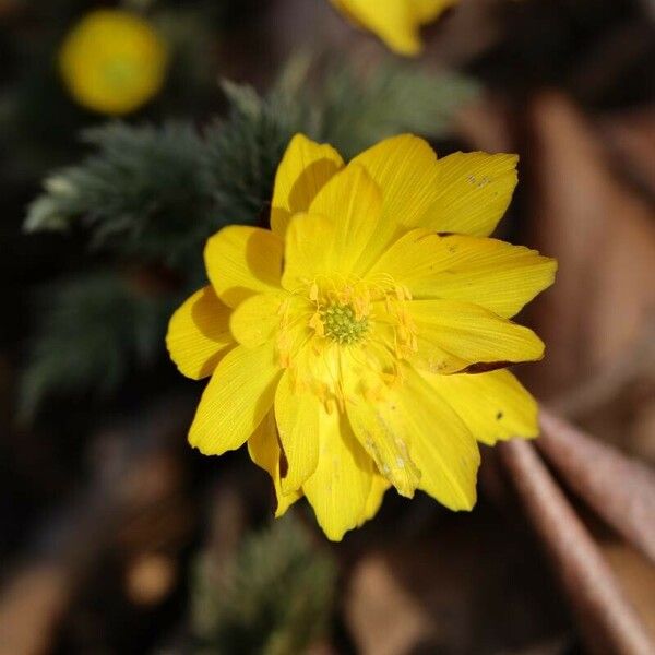 Adonis Ramosa Plant Care & How to Grow, Water