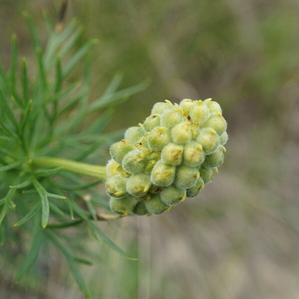 Adonis Volgensis Plant Care & How to Grow, Water