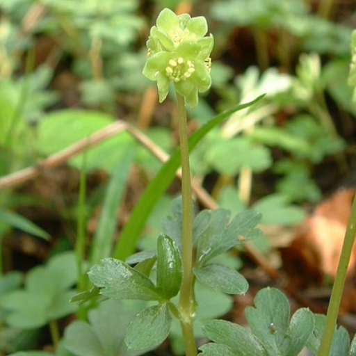 Muskroot (Adoxa Moschatellina) Plant Care & How to Grow, Water