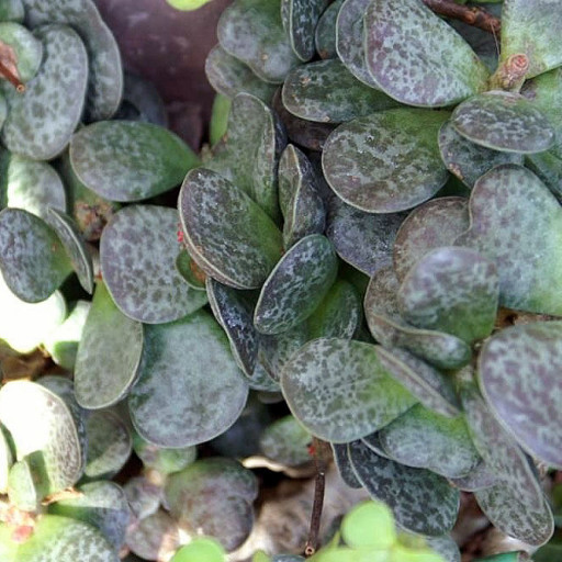 Calico Hearts (Adromischus Maculatus) Plant Care & How to Grow, Water