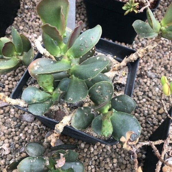 Adromischus Sphenophyllus Plant Care & How to Grow, Water