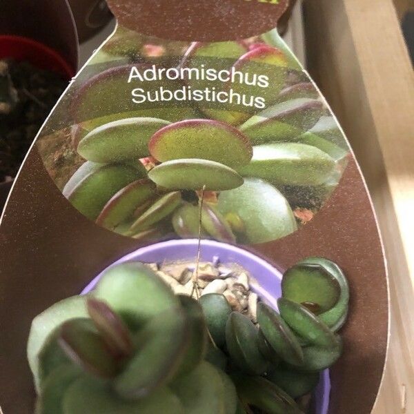 Adromischus Subdistichus Plant Care & How to Grow, Water