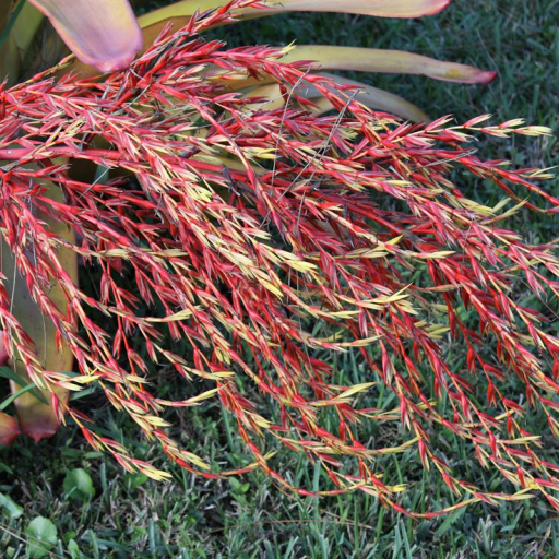 Dragon Tail Bromeliad (Aechmea Blanchetiana) Care Guide: Water, Soil ...