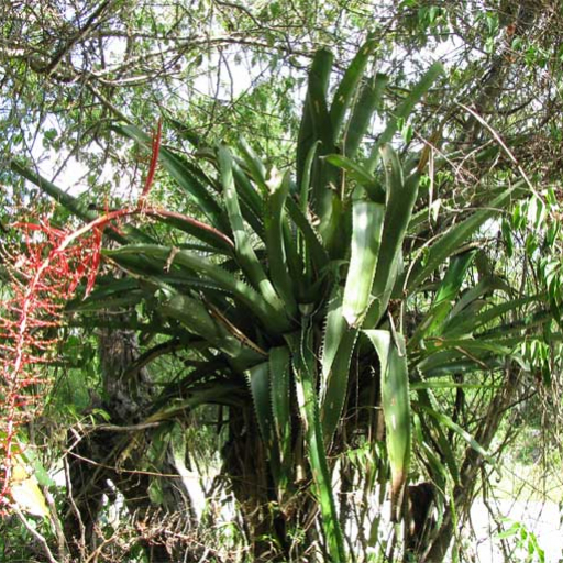 Vase Bromeliad (Aechmea Bracteata) Plant Care & How to Grow, Water