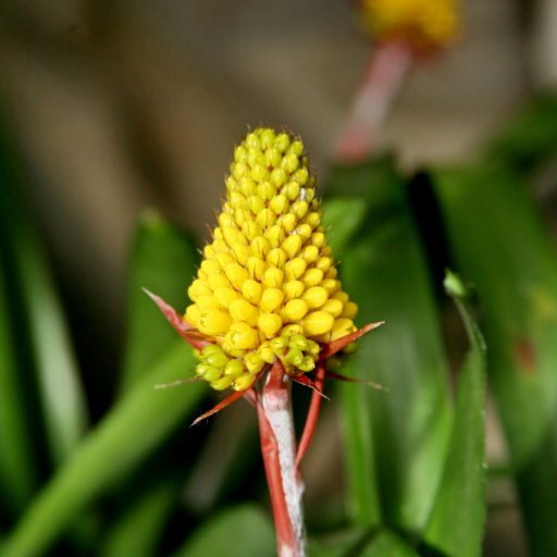 Aechmea Calyculata Plant Care & How to Grow, Water
