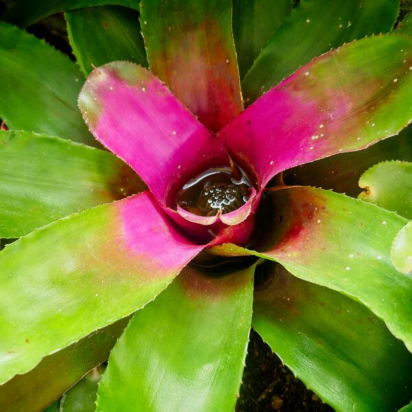 Candlestick (Aechmea Candida) Plant Care & How to Grow, Water