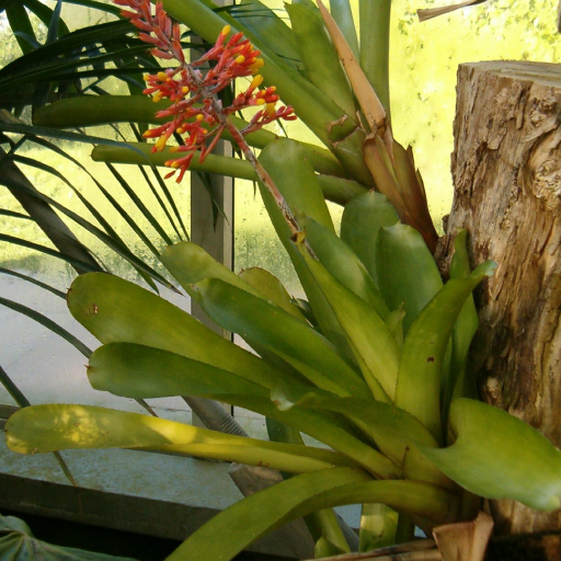 Tail Bromeliad (Aechmea Caudata) Care Guide: Water, Soil & Propagation ...