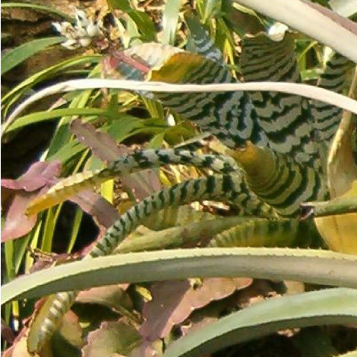Amazon Zebra (Aechmea Chantinii) Plant Care & How to Grow, Water