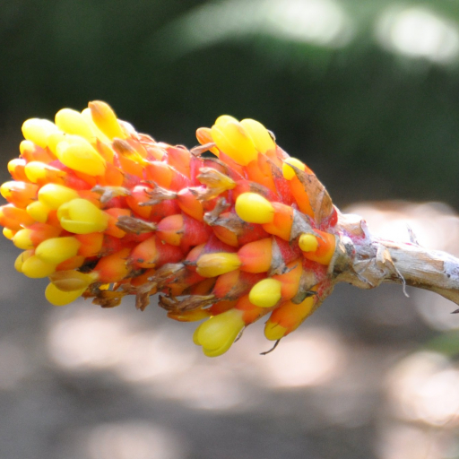 Aechmea Comata Care Guide: Water, Soil & Propagation - Plantiary