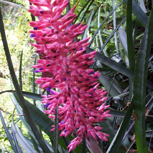 Brazilian Vaseplant (Aechmea Distichantha) Plant Care & How to Grow, Water