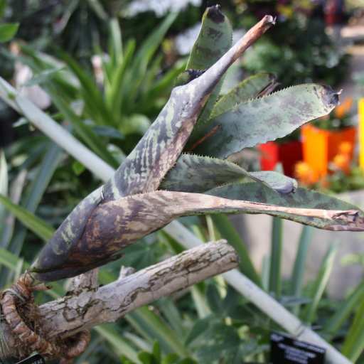 Aechmea Fosteriana Plant Care & How to Grow, Water