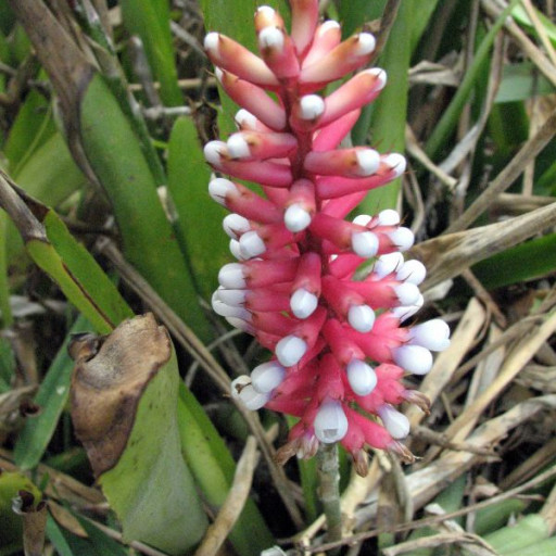 Matchstick Bromeliad (Aechmea Gamosepala) Plant Care & How to Grow, Water