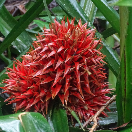 Cloudberry (Rubus Chamaemorus) Plant Care & How to Grow, Water