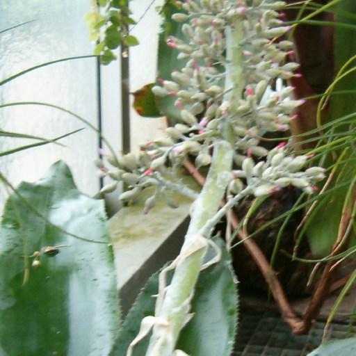 Aechmea Mexicana Plant Care & How to Grow, Water