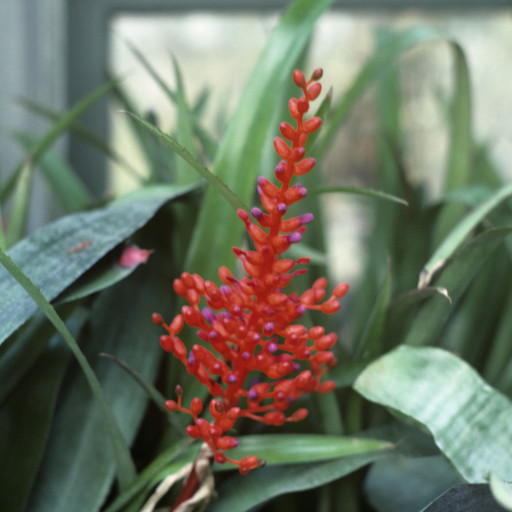 Aechmea Miniata Plant Care & How to Grow, Water