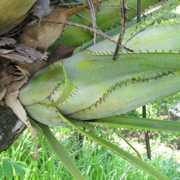 Aechmea Pittieri Plant Care & How to Grow, Water