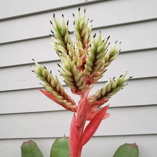 Aechmea Rubens Plant Care & How to Grow, Water