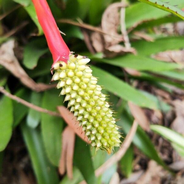 Aechmea Triangularis Plant Care & How to Grow, Water