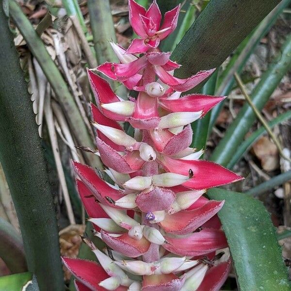 Aechmea Vallerandii Plant Care & How to Grow, Water