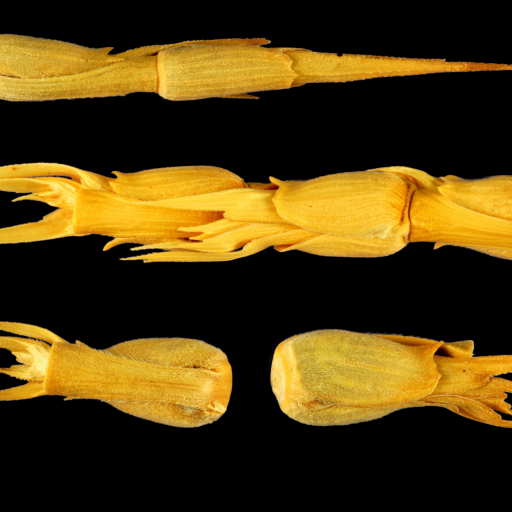 Persian Goatgrass (Aegilops Crassa) Plant Care & How to Grow, Water