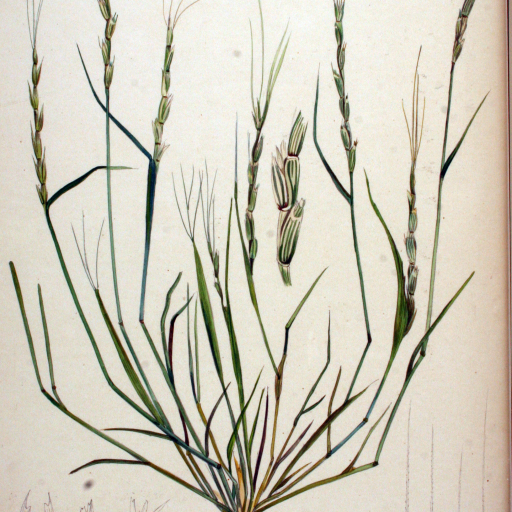 Red Ironbark (Eucalyptus Sideroxylon) Plant Care & How to Grow, Water