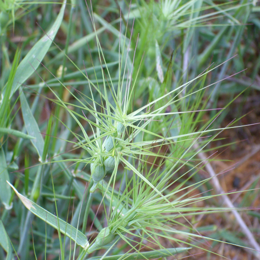 Ovate Goat Grass (Aegilops Geniculata) Plant Care & How to Grow, Water