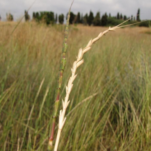 Slender Goatgrass (Aegilops Longissima) Plant Care & How to Grow, Water