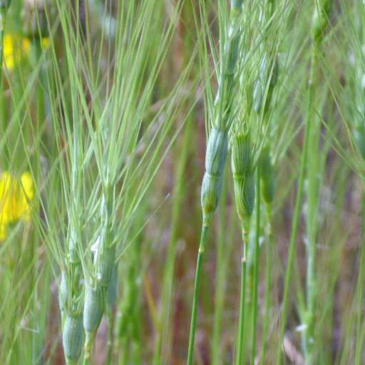 Mugo Pine (Pinus Mugo) Plant Care & How to Grow, Water