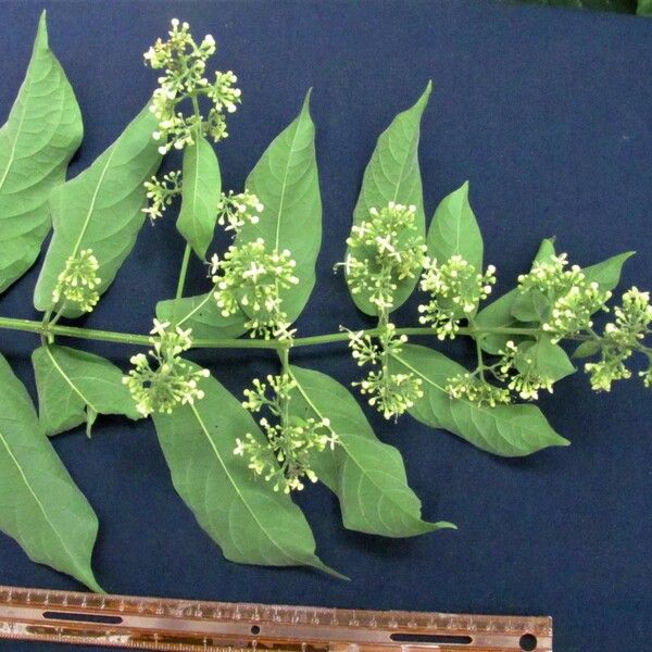 Aegiphila Panamensis Care Guide: Water, Soil & Propagation - Plantiary