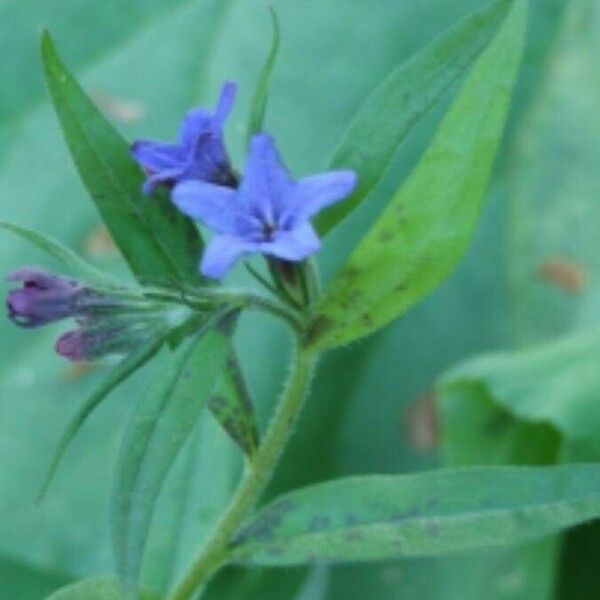 Purple Gromwell (Aegonychon Purpurea-coeruleum) Plant Care & How to ...
