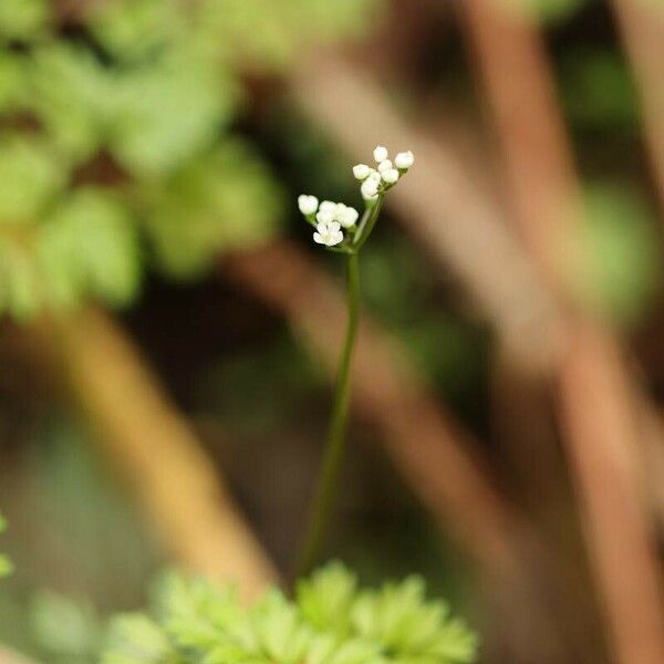 Aegopodium Decumbens Care Guide: Water, Soil & Propagation - Plantiary