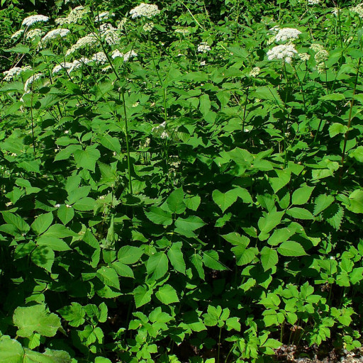 Ground Elder (Aegopodium Podagraria) Plant Care & How to Grow, Water