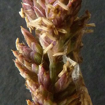 Mediterranean Saltgrass (Aeluropus Littoralis) Plant Care & How to Grow ...