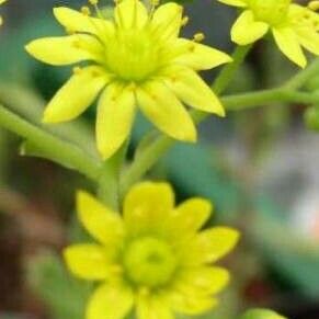 Aeonium × Barbatum Plant Care & How to Grow, Water