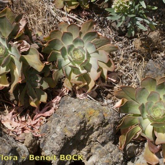 Tree Aeonium (Aeonium Davidbramwellii) Plant Care & How to Grow, Water