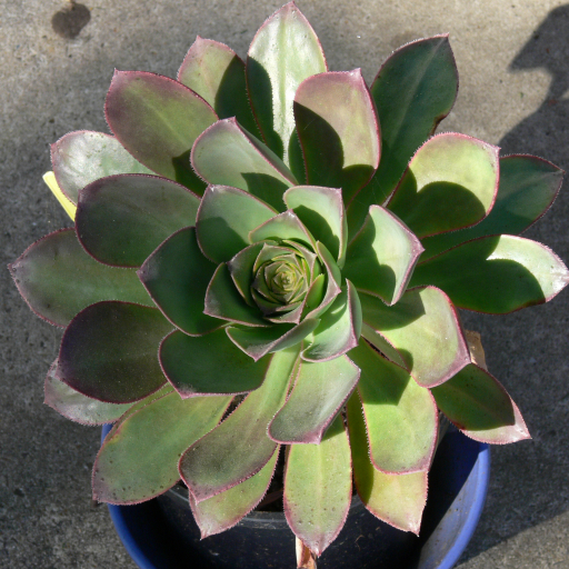 El Hierro Giant Houseleek (Aeonium Hierrense) Plant Care & How to Grow ...