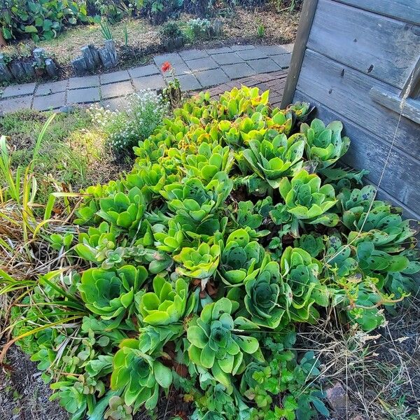 Lancerotte Aeonium (Aeonium Lancerottense) Plant Care & How to Grow, Water