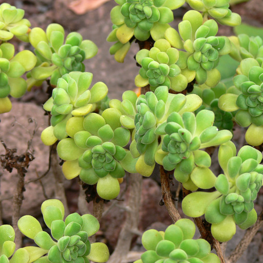 Aeonium Lindleyi Plant Care & How to Grow, Water