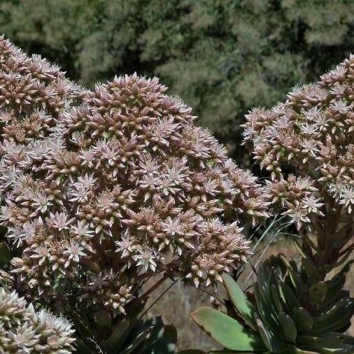 Aeonium Percarneum Plant Care & How to Grow, Water