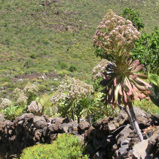Aeonium Plant Care & How to Grow, Water