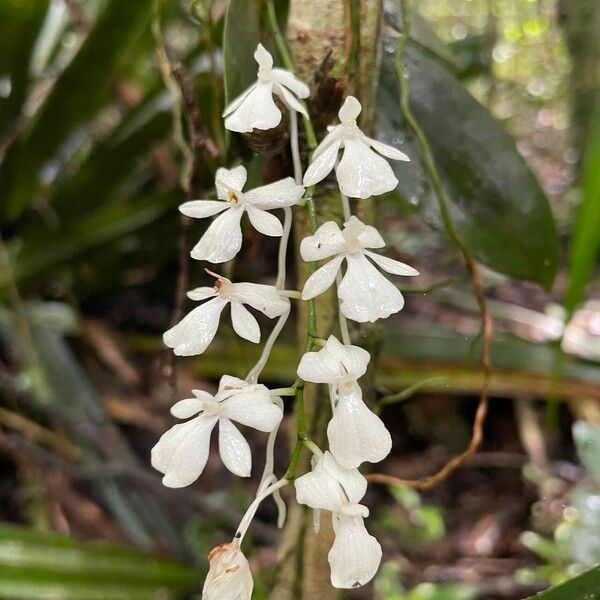 Lemon-Scented Aerangis (Aerangis Citrata) Plant Care & How to Grow, Water