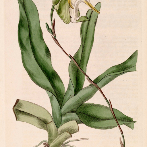 Aeranthes Grandiflora Care Guide: Water, Soil & Propagation - Plantiary