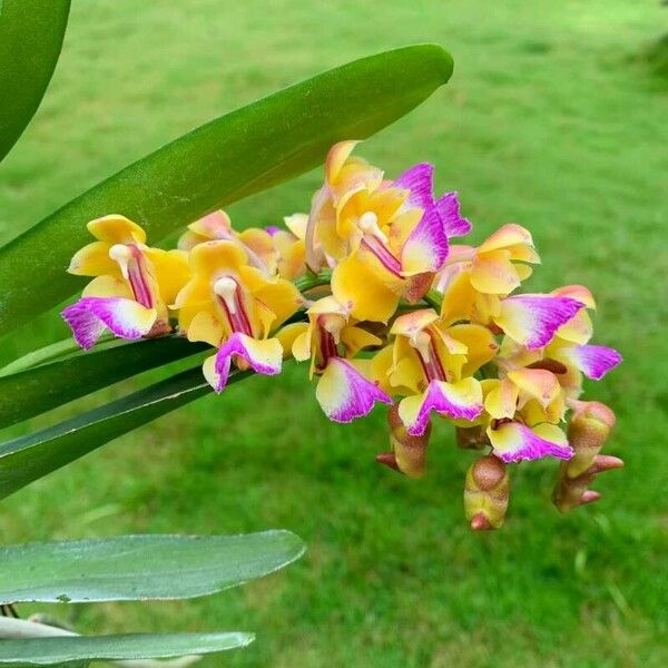 Aerides Houlletiana Plant Care & How to Grow, Water