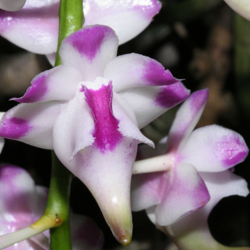 Aerides Lawrenceae Plant Care & How to Grow, Water