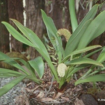 Robust Eria (Aeridostachya Robusta) Plant Care & How to Grow, Water