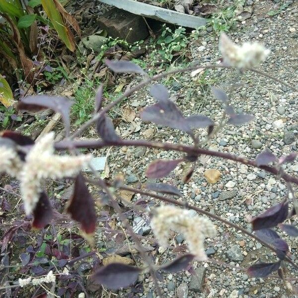 Climbing Wool- (Aerva Sanguinolenta) Plant Care & How to Grow, Water