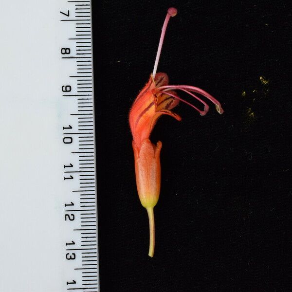 Aeschynanthus Hookeri Plant Care & How to Grow, Water