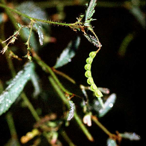 Joint Vetch (Aeschynomene Americana) Plant Care & How to Grow, Water
